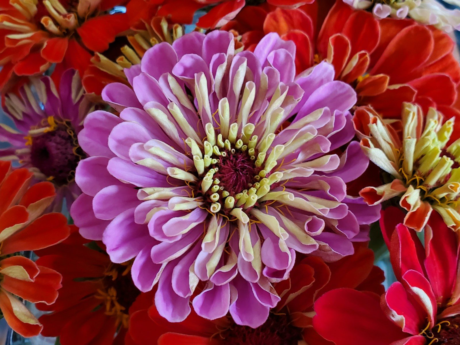 8 heat-tolerant flowers that bloom all summer long