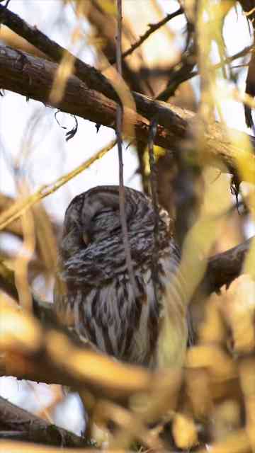 Animals falling asleep while I photograph them
