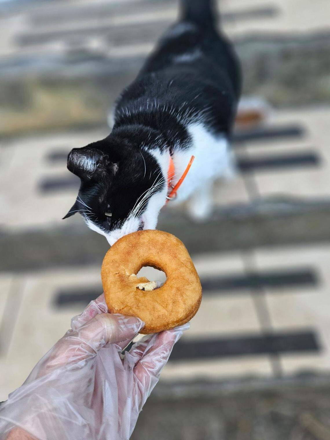 Be like Oreo: Where to get free donuts for National Donut Day in the ...
