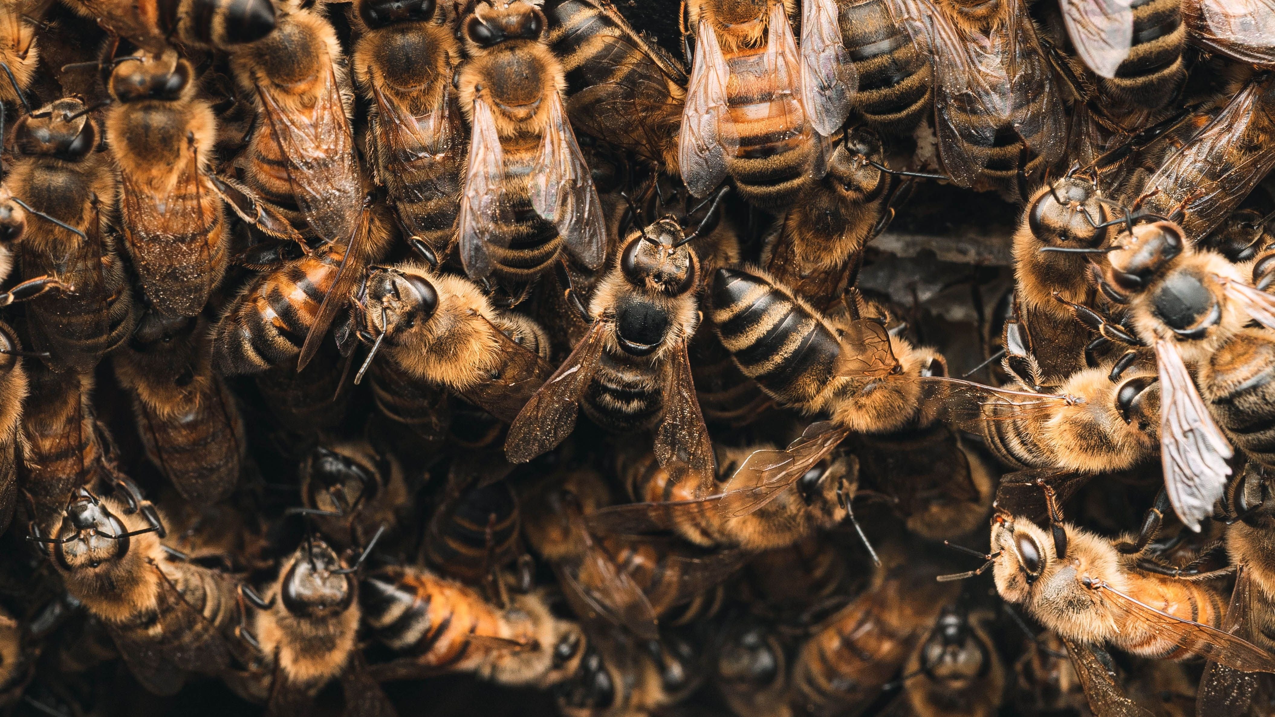 Bees were the problem: Thousands of bees swarm Morgan Wallen’s stage setup