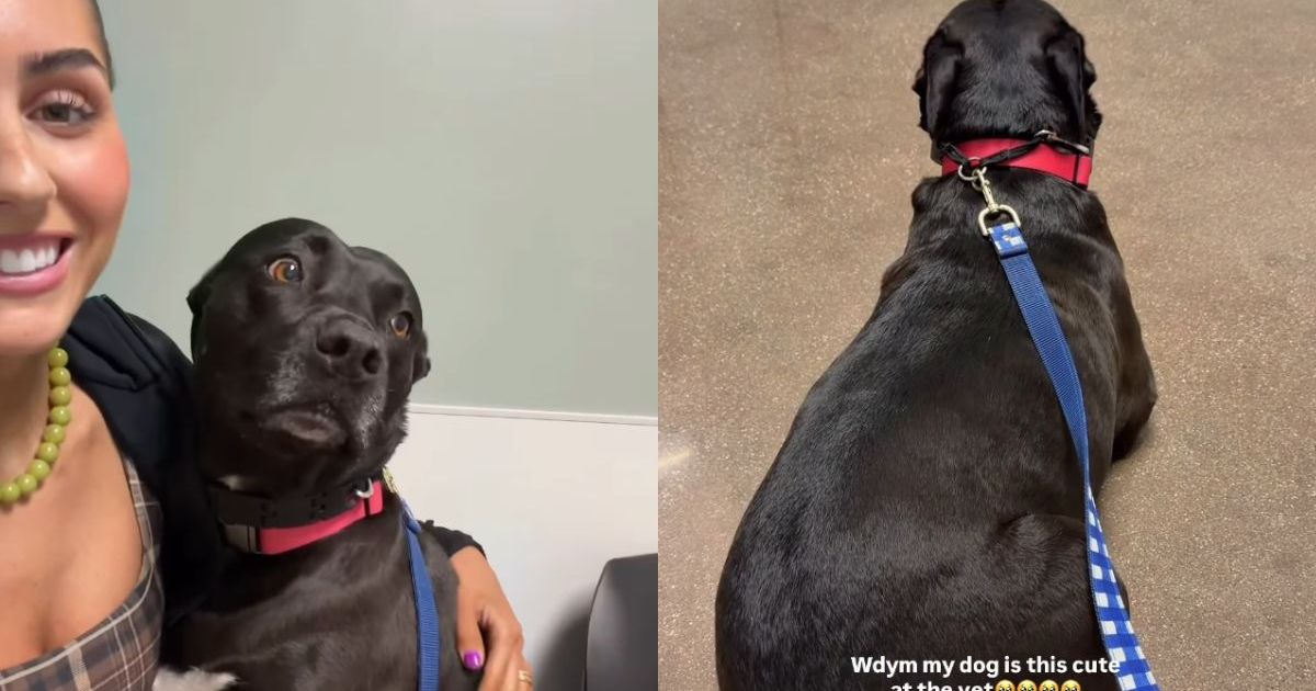 Dog is 'perfect angel' at the vet but clings to mom for comfort when ...