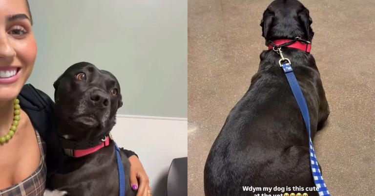 Dog is 'perfect angel' at the vet but clings to mom for comfort when ...