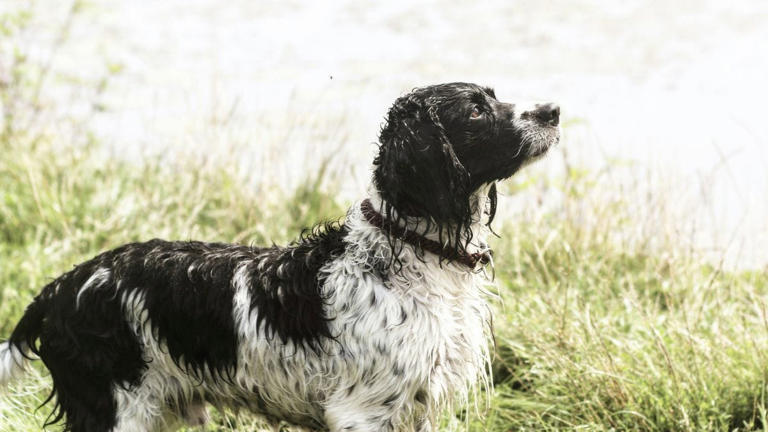 'He was ineffective': Hunters who hanged dog and threw him away sentenced