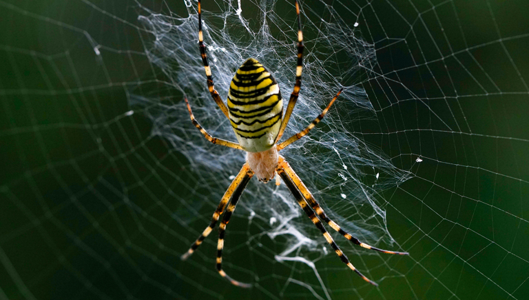 Spiders are weaving tiny decorations into their webs for a reason ...