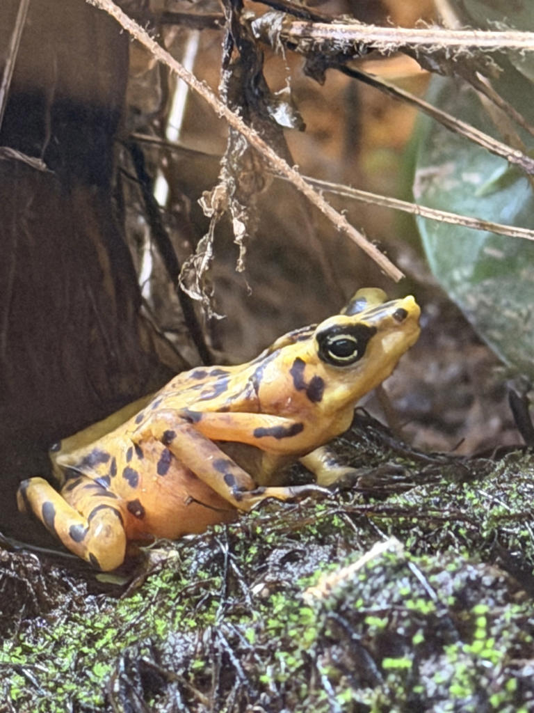 Critically endangered Panamanian golden frogs born at ZooTampa