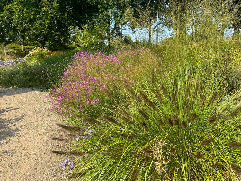 Gardening experts reveal the 10 plants and flowers they’d never put ...