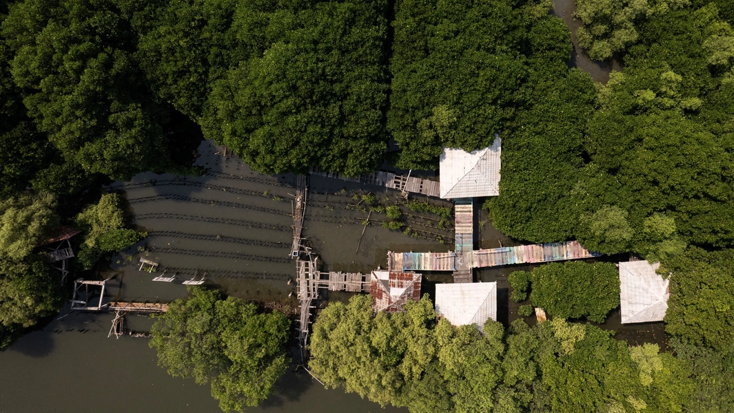 Global study shows mangroves recovering after decades of decline