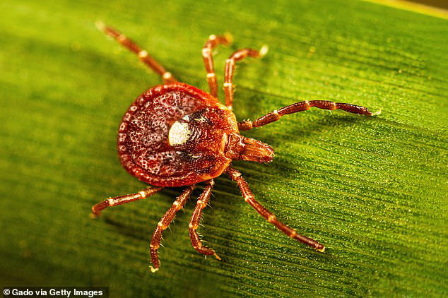 Martha's Vineyard billionaires under siege from deadly tick outbreak