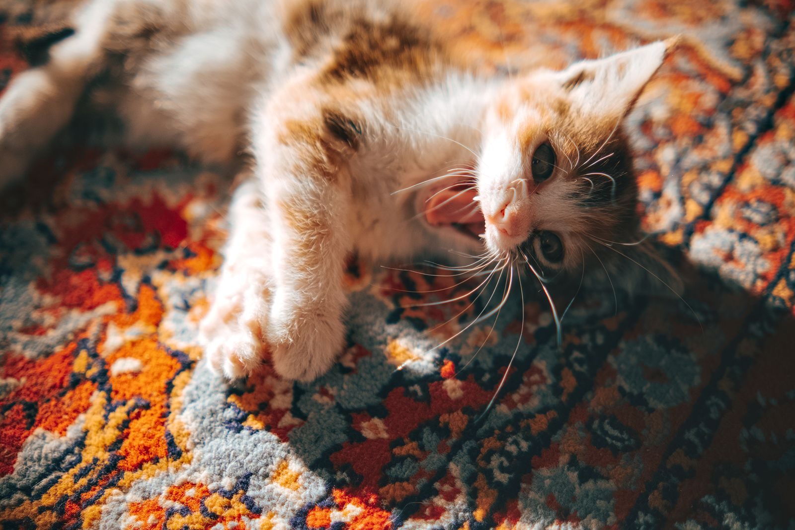 The secret science behind funny kitten play habits
