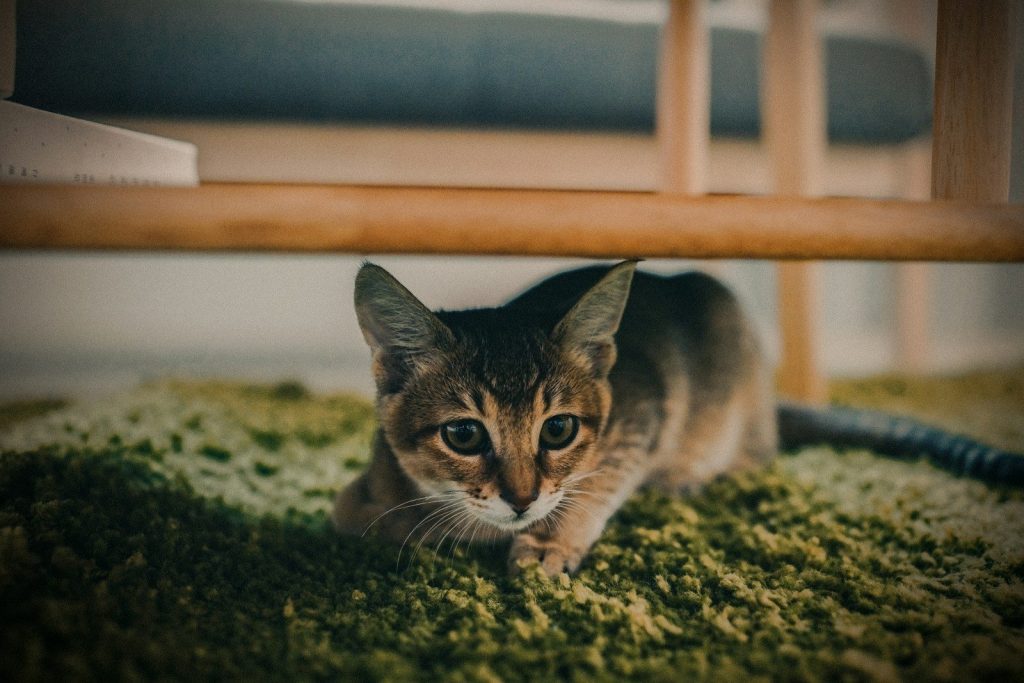 The secret science behind funny kitten play habits