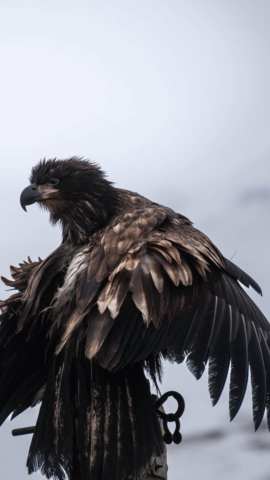 The bald eagle that rules the skies