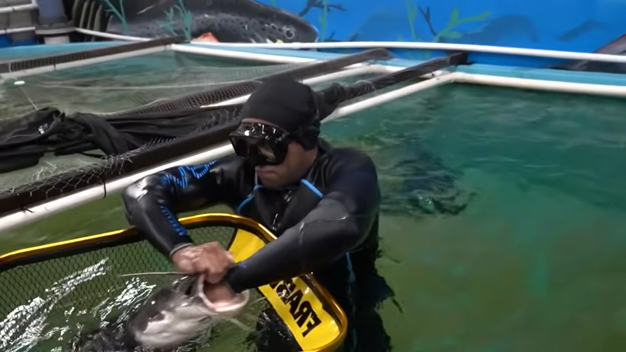 He thought the turtle had escaped until a giant catfish swallowed it ...