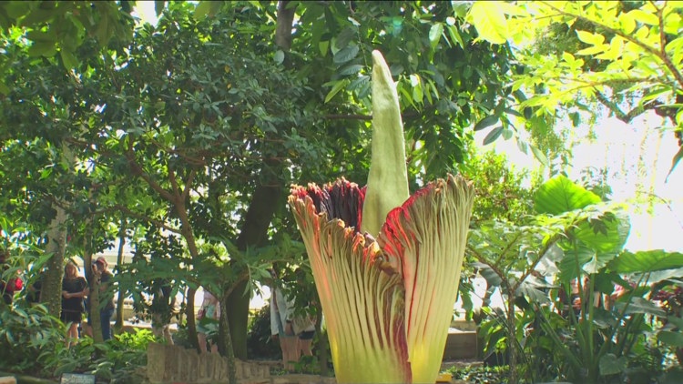 Corpse flower to bloom again at Como Zoo