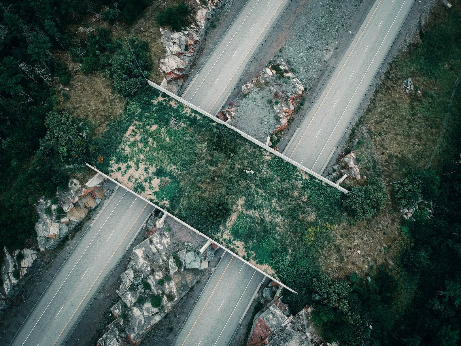 America’s largest wildlife bridge lets animals cross a busy highway safely