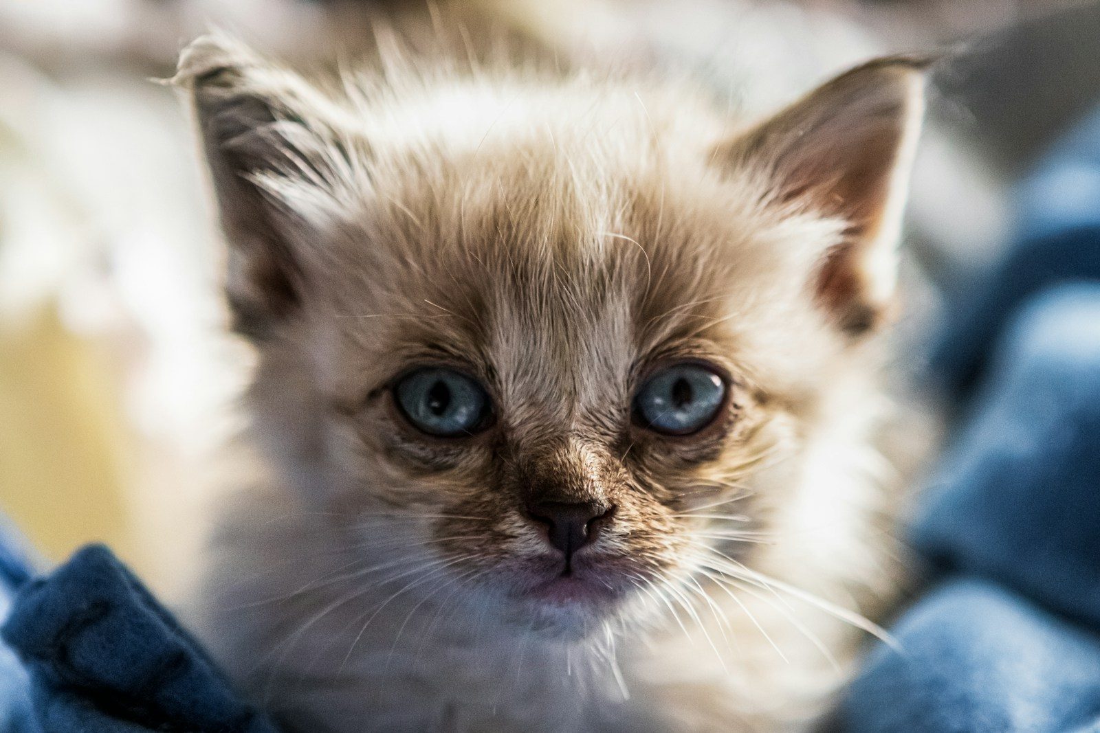 Why are some kittens born with beautiful, bright blue eyes?