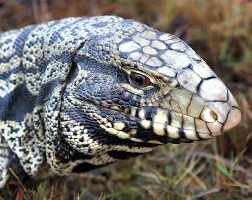 Invasive 4-foot-long tegus raise concerns across Georgia