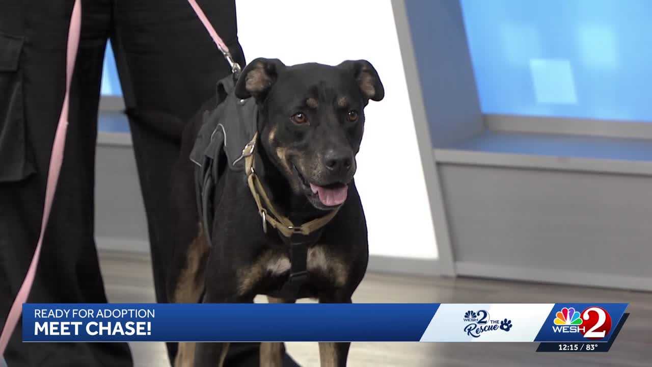WESH 2 the rescue: Chase from Southeast Volusia Humane Society is ready ...