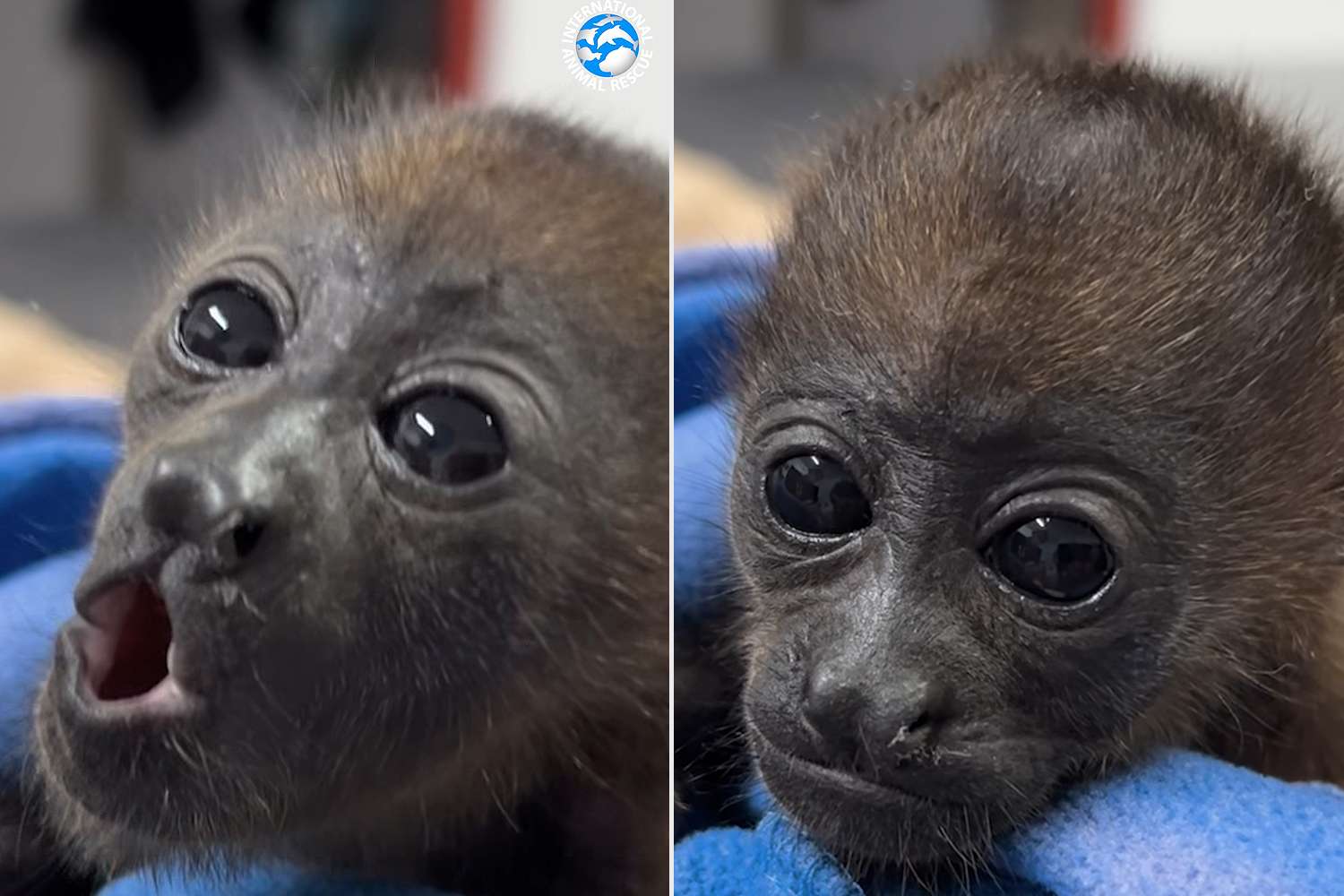 Howler monkey electrocution cases surge in Costa Rica. The country ...
