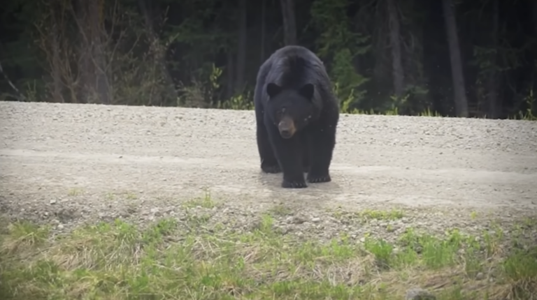 Exotic animal owner nearly kills a community: The Zanesville massacre