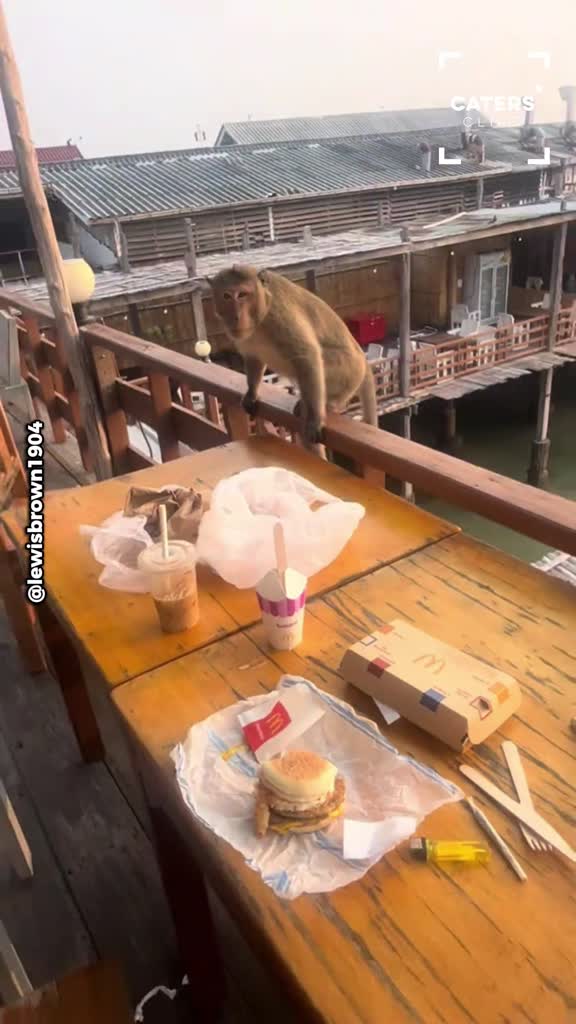 Monkey Interrupts Tourist’s McDonalds Breakfast