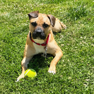 Fur baby Friday: Meet Widget!