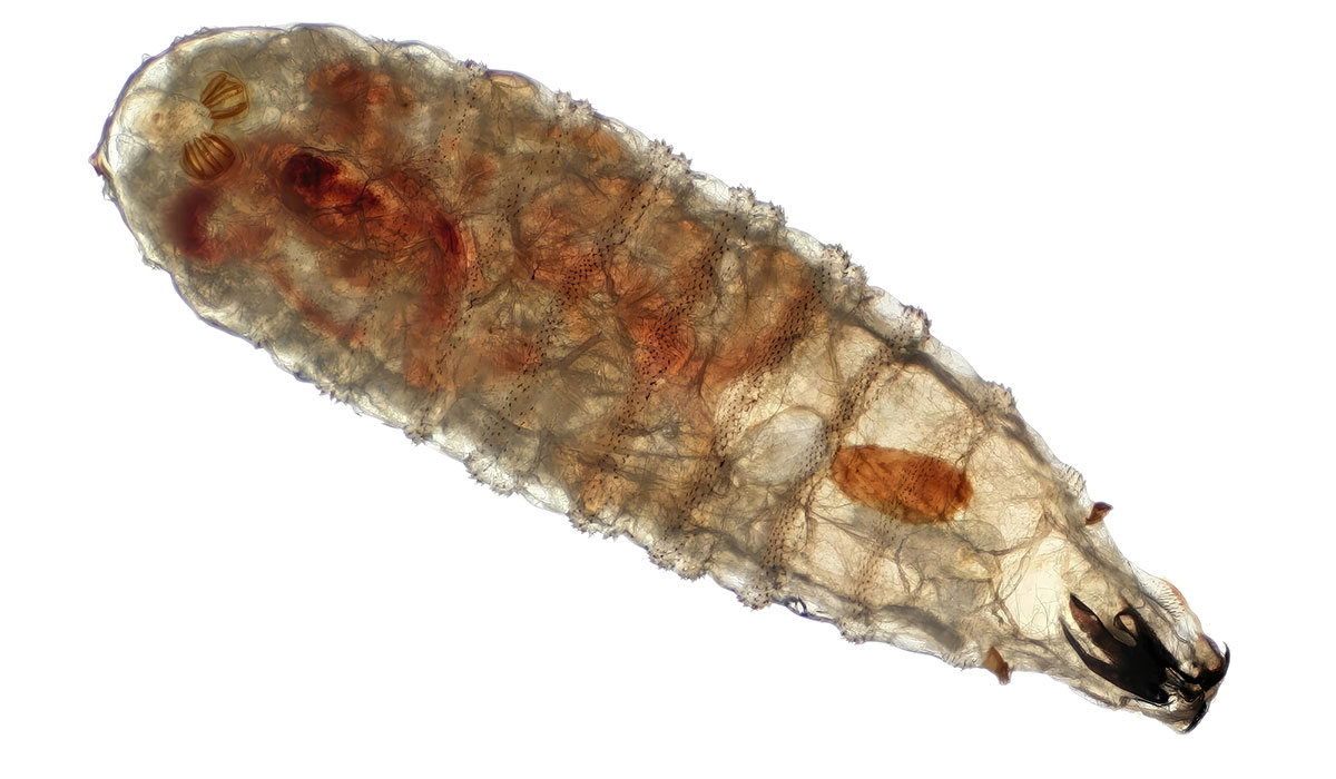 Urgent warnings as first case of flesh-eating worm in decades detected ...