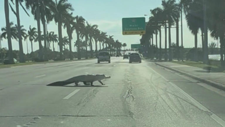 GATOR CROSSING: Giant alligator stops cars walking across busy West ...
