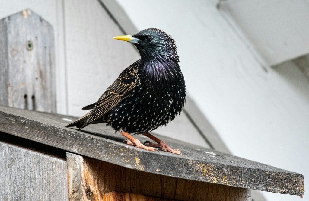 Birds you may not want nesting or flying near your yard