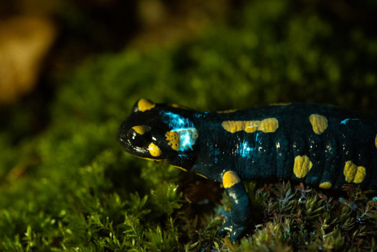 Scientists have been studying fire salamanders for more than 250 years ...