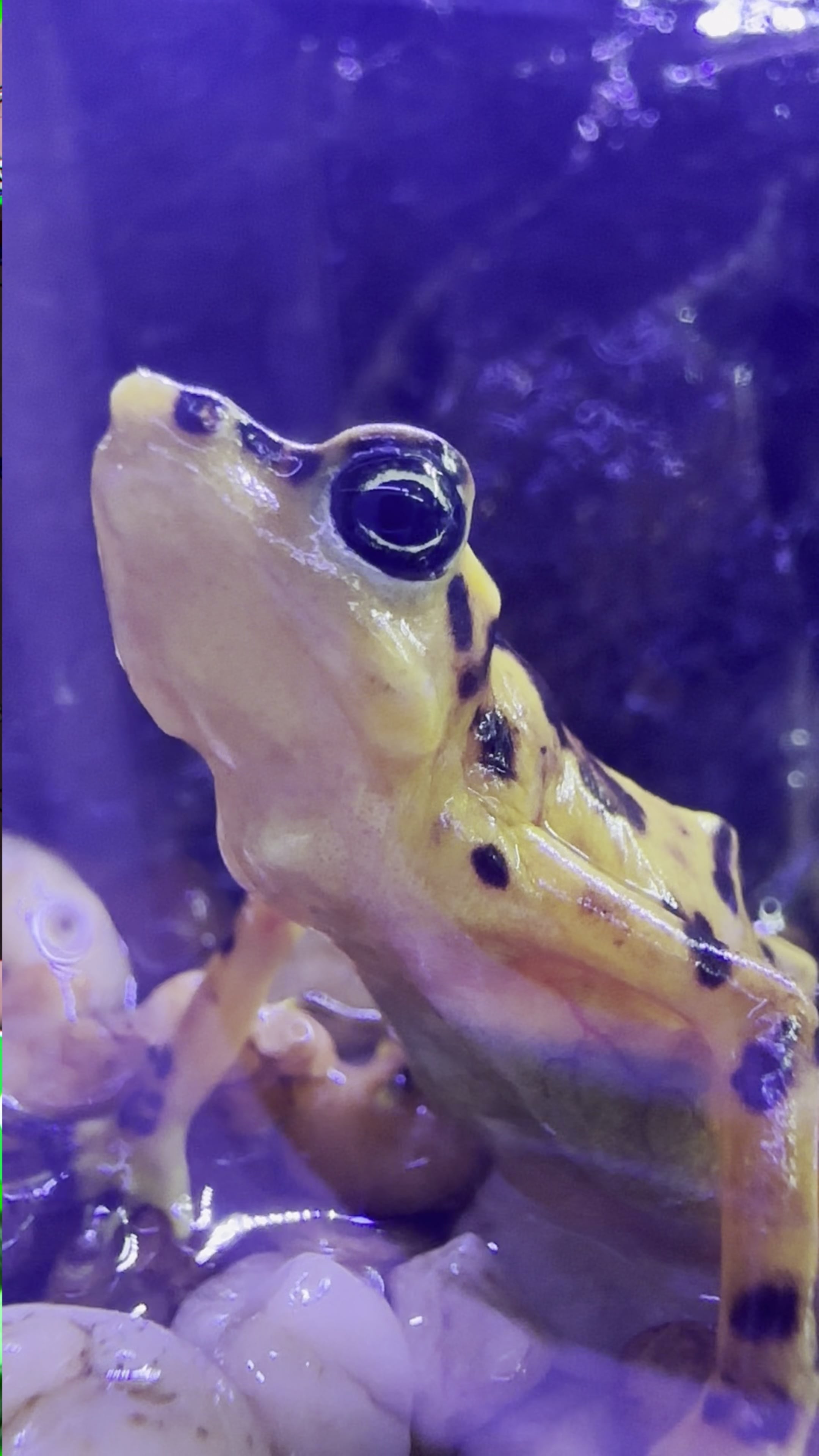 Critically endangered Panamanian golden frogs born at ZooTampa