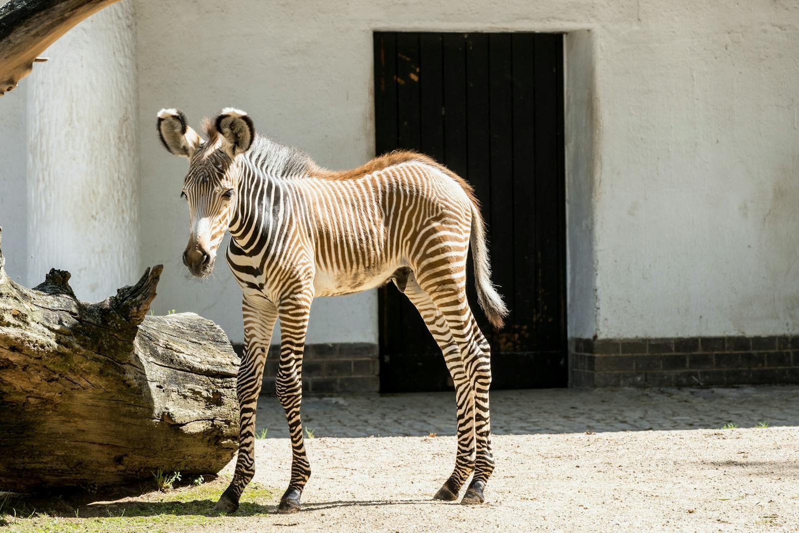 The extinct half-zebra that disappeared from Africa