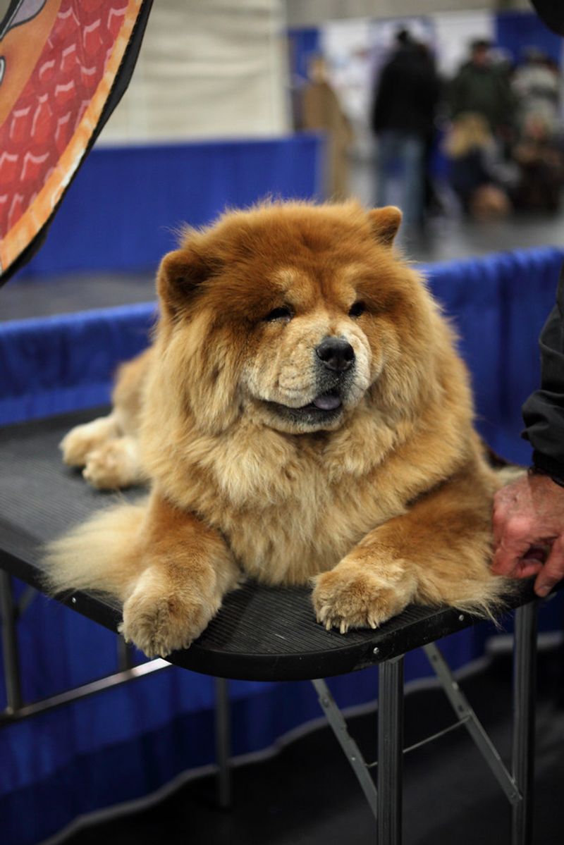 These 12 dog breeds pretend they don't need you – until they absolutely do