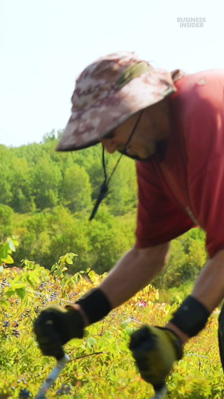 Hand-harvesting wild blueberries is a disappearing art