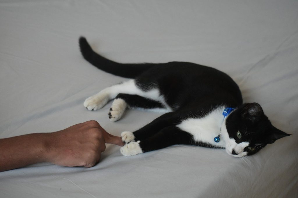Why does your sweet cat suddenly bite your hand?