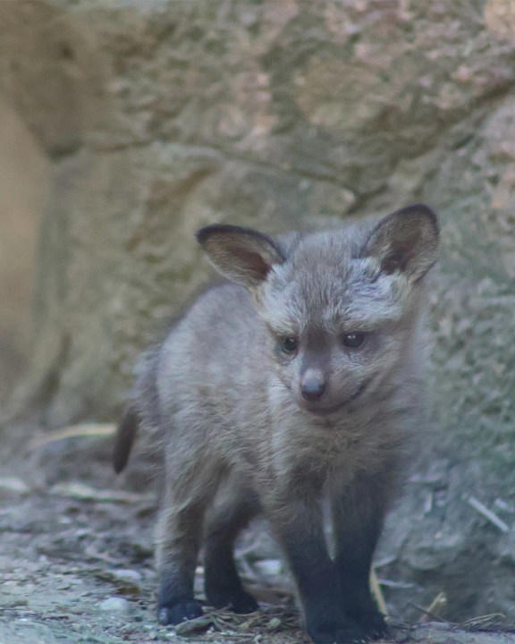 Fort Wayne Zoo’s bat-eared fox gives birth to 5 kits