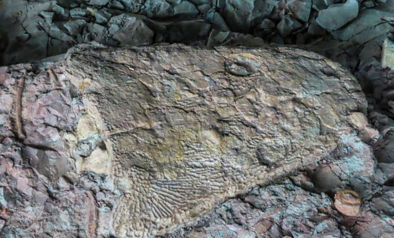 While splitting rocks in Wyoming, a high school student discovered a ...