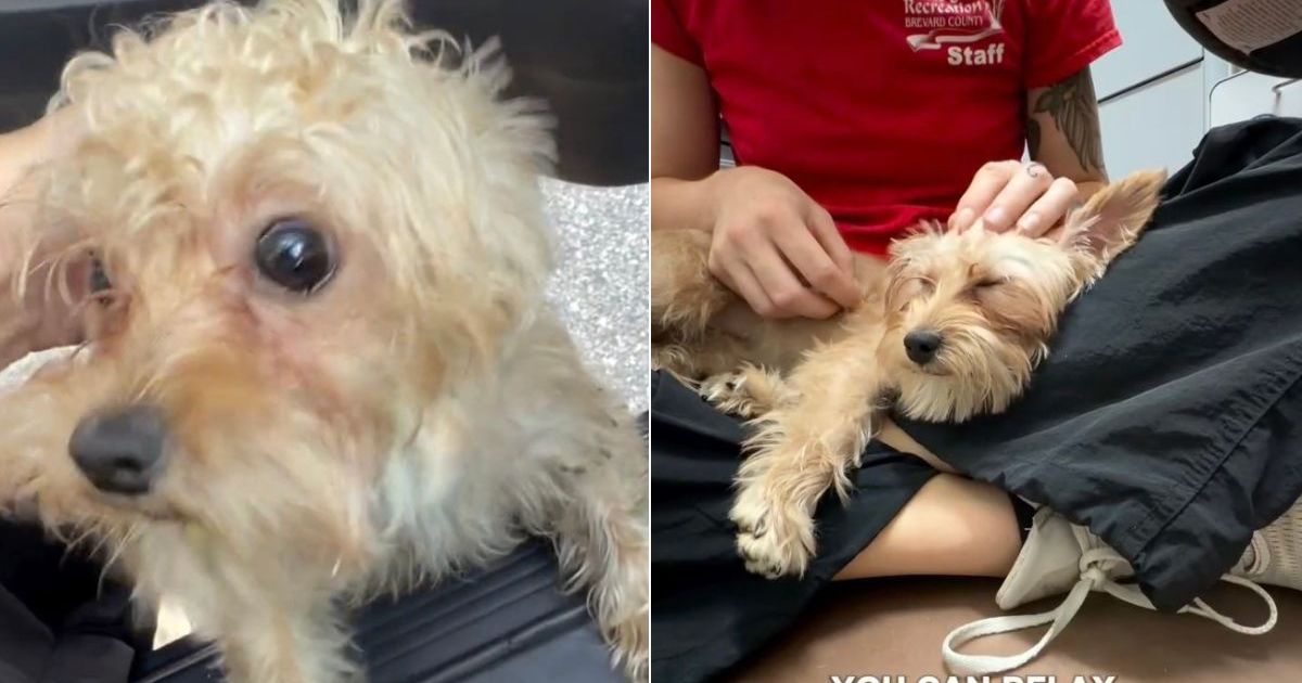 Human who finds a lost dog has the whole internet waiting for an update