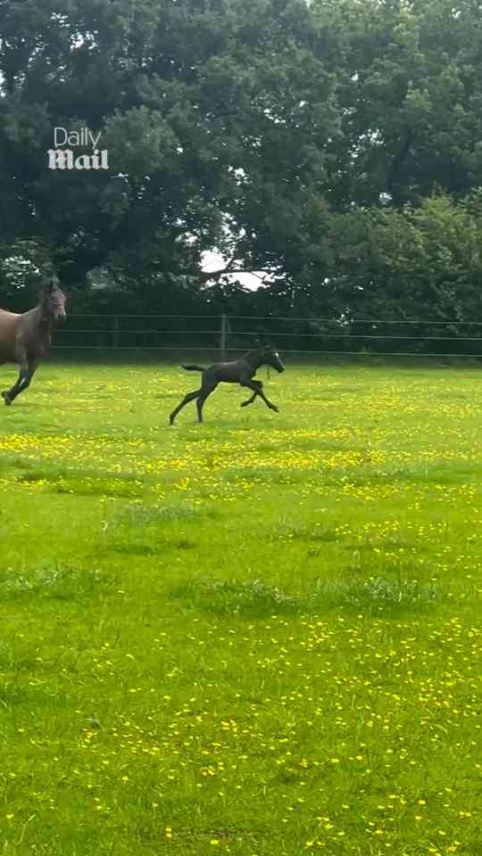 Young pony still mastering his long legs