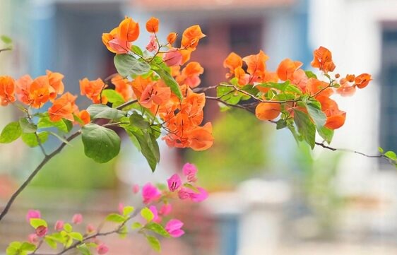 5 loài hoa nở gần như quanh năm giúp khu vườn luôn rực rỡ