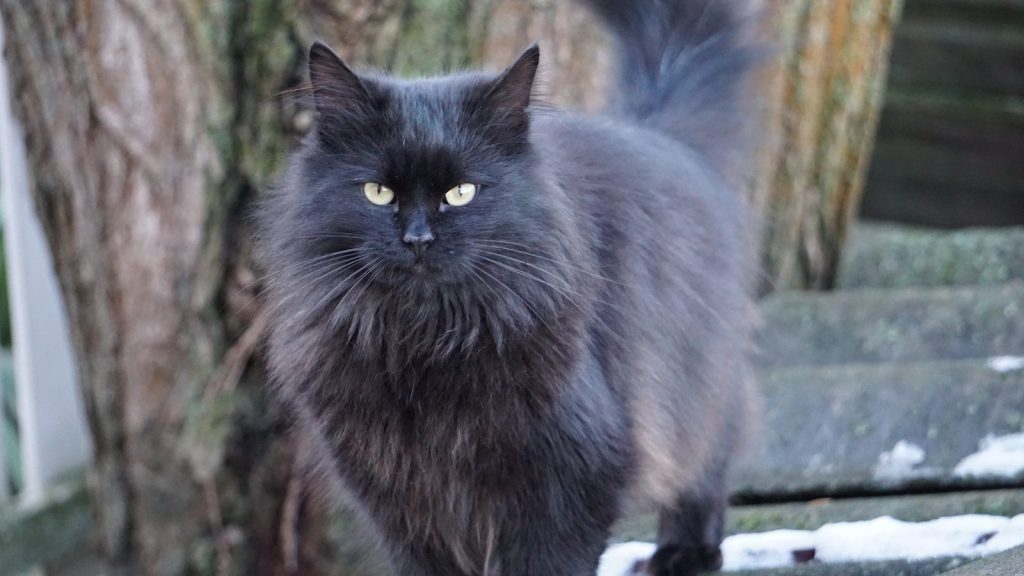 What happens when a giant Siberian cat touches snow for the first time
