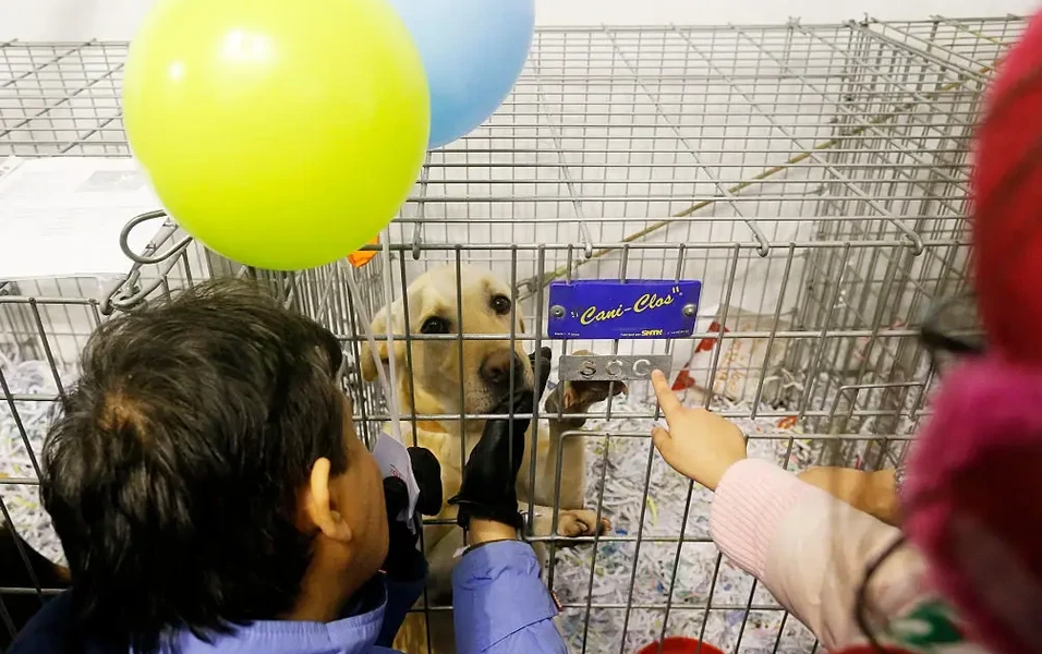 Dog abandoned with note returns to rescue after pound stay