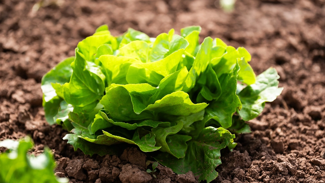 Gardeners explore heat-tolerant lettuce and denim-grown mushrooms