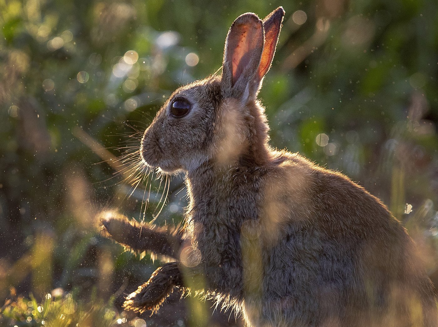 Judge sentences Alberta man to eight years in 'inconceivable' rabbit ...