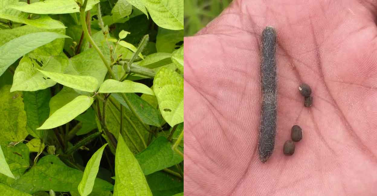 Kerala harvests first black gram crop from Kole fields on World ...