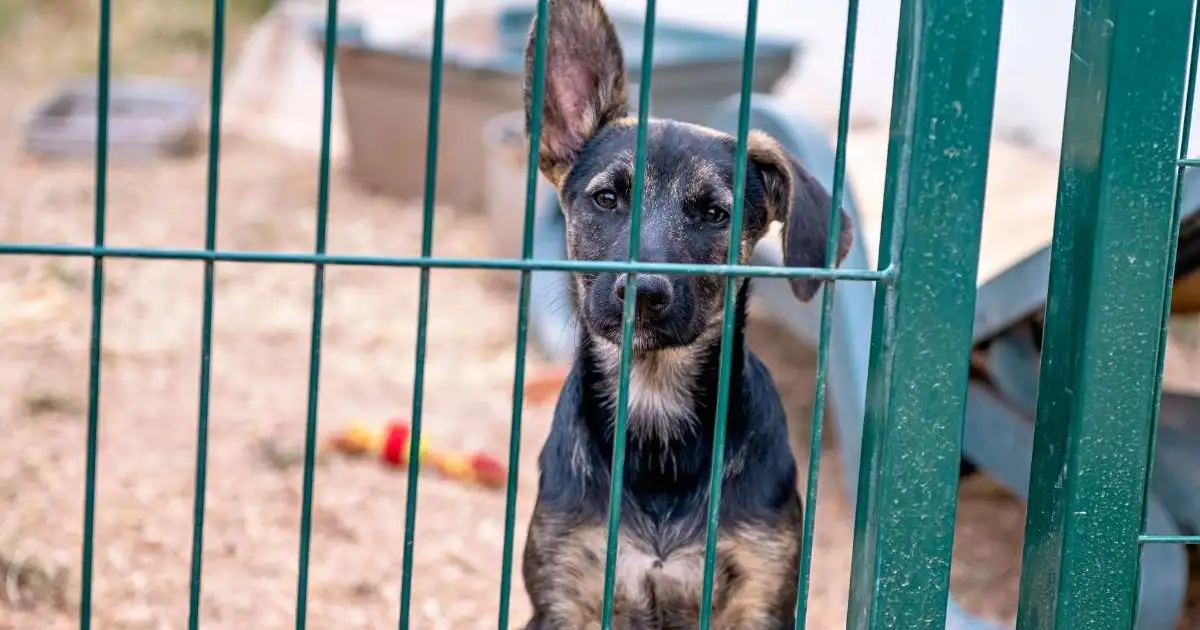 Over 60 dogs living in 'extreme neglect' rescued from Pennsylvania home