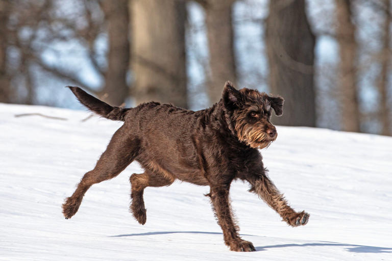 Woman who lives in Appalachia takes her dog out at night. Then she sees ...
