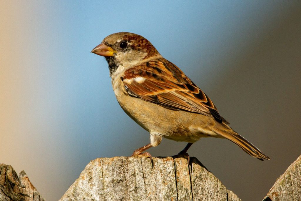 Birds you may not want nesting or flying near your yard