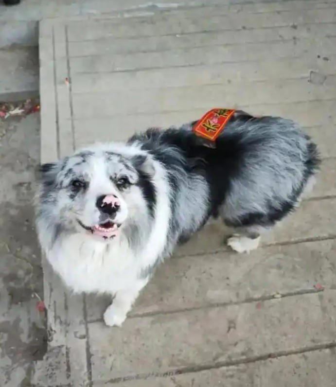 Celeb dog with 1.5M followers is stolen and sold for just $26 — then ...