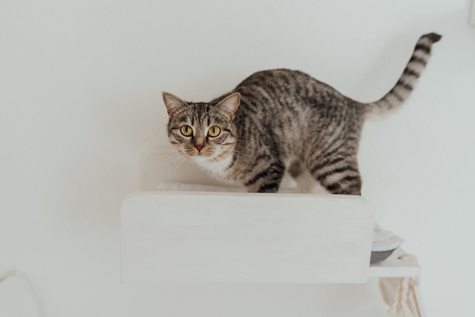 Why safety collars can secretly put your cat in danger