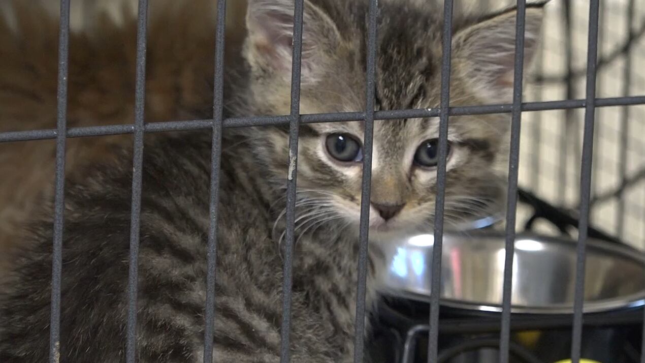 Cedar Rapids looks to start feral cat program after scrapping plan ...